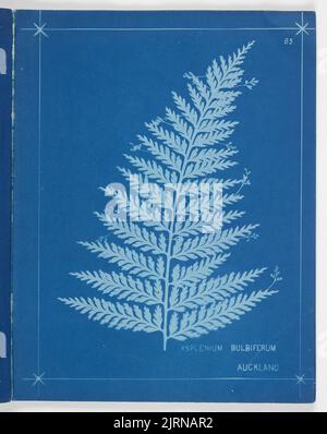 Asplenium bulbiferum, Auckland. From the album: New Zealand ferns. 148 ...