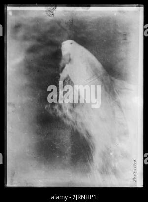 The dolphin Pelorus Jack Stock Photo - Alamy