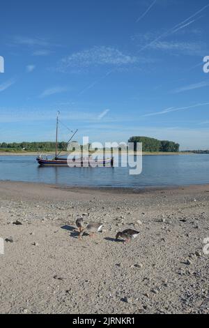 traditional eel fishing boat called Aalschokker,Rhine River,Monheim am ...