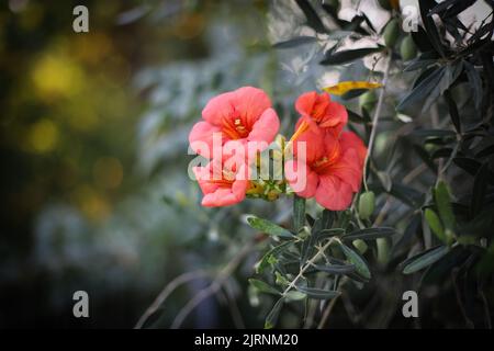 Red Tecoma stans (Esperanza plant, Campsis radicans) in the garden ...