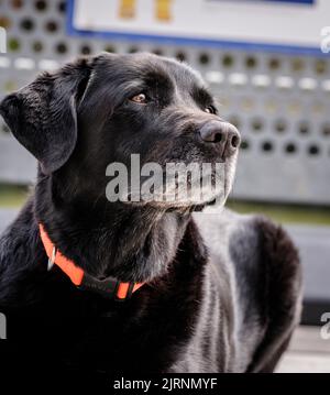 Editorial Use Only - Newhaven RNLI coxwain Lewis Arnold and his dog ...