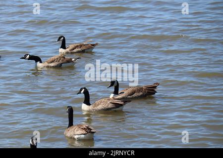 A Mute Swan and some Canada Geese wait out the extreme cold weather ...