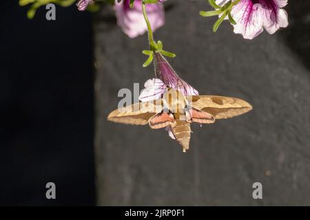 bedstraw hawk moth on a blooming petunia Stock Photo - Alamy