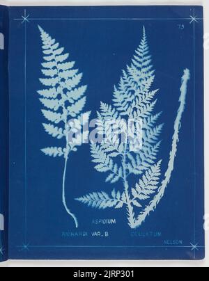 Aspidium. From the album: New Zealand ferns. 148 varieties, 1880 ...