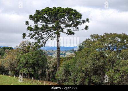 An araucaria tree (Araucaria angustifolia), the dominant tree species ...