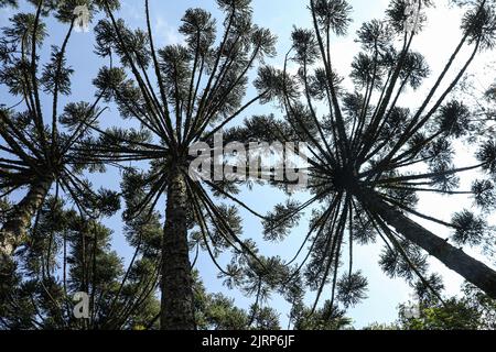 Three araucaria trees (scientific name: Araucaria angustifolia) seen ...
