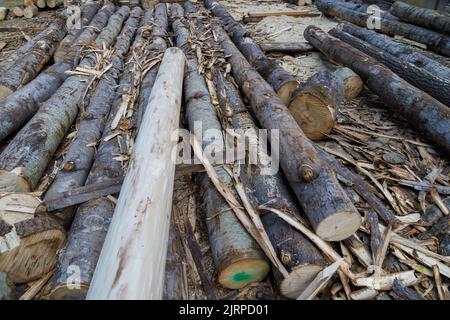 unpeeled aspen logs laid on the ground at daylight, close-up background ...