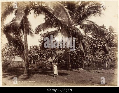 Near Apia - Samoa. From the album: Views of New Zealand Scenery, Burton ...