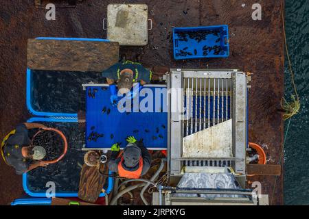 Mussel Harvesting, Bar Harbor, Maine Stock Photo - Alamy