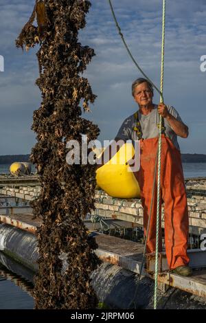 Mussel Harvesting, Bar Harbor, Maine Stock Photo - Alamy