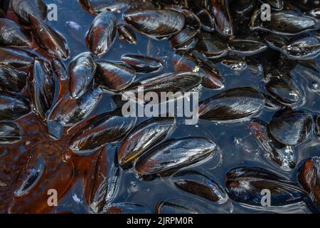 Mussel Harvesting, Bar Harbor, Maine Stock Photo - Alamy