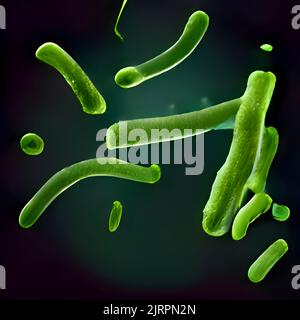 Escherichia Coli (E. Coli.) cells or bacteria under microscope Stock ...