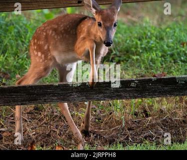A fawn crossing a fence Stock Photo - Alamy