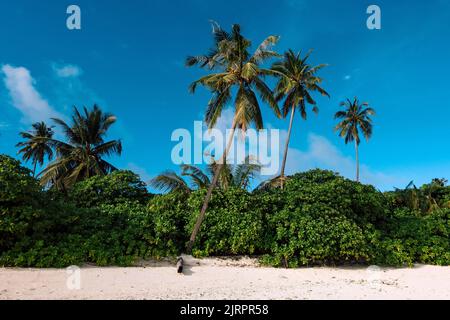 Tropical landscape, Thaa Atoll, Maldives Stock Photo - Alamy