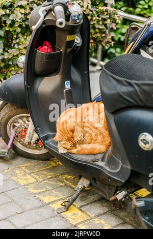 A vertical shot of a tabby cat sleeping on a blue picnic blanket in a ...