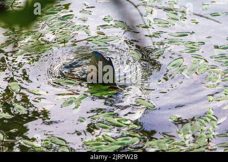 Gar fish near the top of the water that is covered with green leaves ...