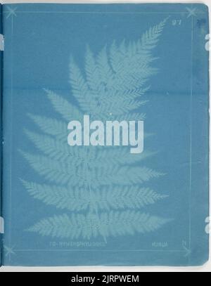 Todea hymenophylloides, Hunua. From the album: New Zealand ferns. 148 ...