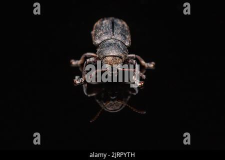 Leaf Beetle (Myochrous sp Stock Photo - Alamy