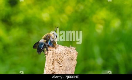 Detail closeup of Borneo Giant Bee perching on wood. Giant Bee Stock ...