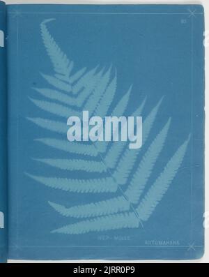 Nephrodium Molle. From the album: New Zealand ferns. 148 varieties ...
