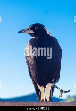 Birds, Australian Magpie closeup, staring, looking serious, intense ...