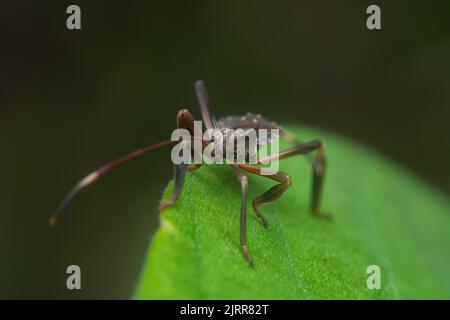 close shot of the Acanthocephala femorata bug Stock Photo - Alamy