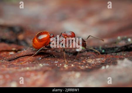 Spine-waisted Ants (Aphaenogaster lamellidens Stock Photo - Alamy