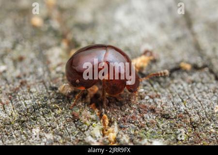 A Round Fungus Beetle (Agathidium sp.) forages for slime molds on the ...