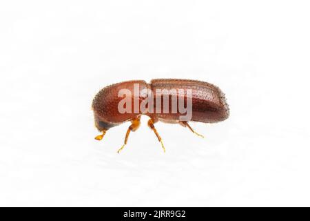 Xyleborus pubescens, a bark beetle which attacks pine (Pinus spp ...