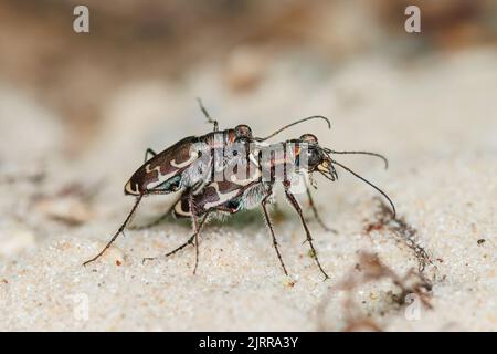 Bronzed Tiger Beetle (Cicindela repanda), mating pair Stock Photo - Alamy