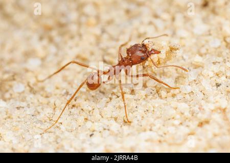 Texas Leaf-cutting Ant (Atta texana Stock Photo - Alamy