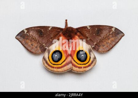 Io Moth (Automeris io) Insecta Stock Photo - Alamy