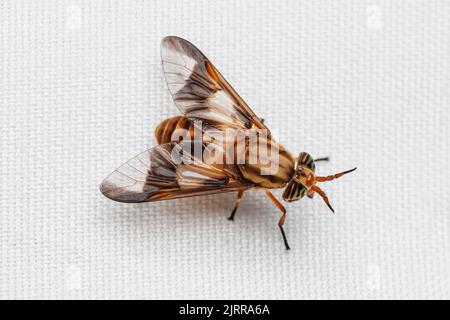 Deer Fly (Chrysops vittatus Stock Photo - Alamy