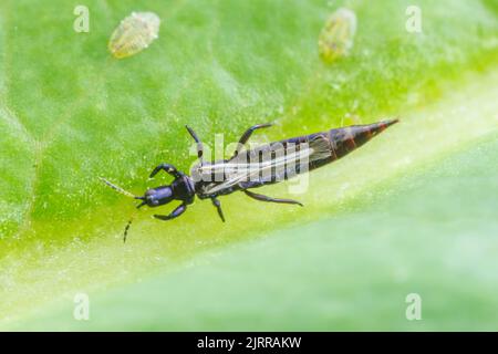 Tube-tailed Thrip (Elaphrothrips sp.) on a Tulip Tree (Liriodendron ...