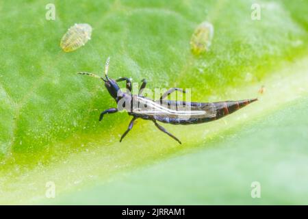 Tube-tailed Thrip (Elaphrothrips sp.) on a Tulip Tree (Liriodendron ...