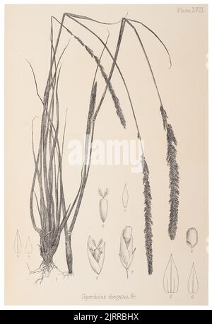 The indigenous grasses of New Zealand Wellington, N. Z, by authority, G ...