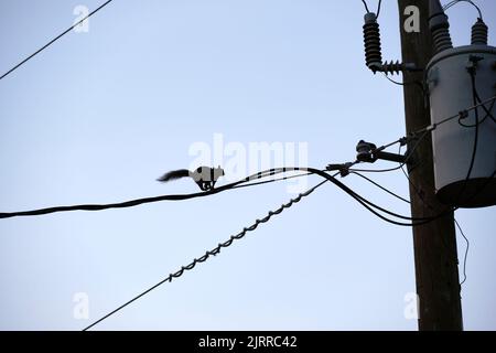 Dark silhouette of squirrel running high along electric or telephone ...