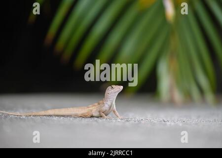 Macro closeup of blown alone lizard warming on summer sun. Anolis ...