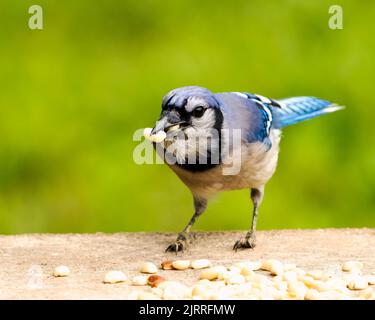 Blue Jay with nuts Stock Photo - Alamy