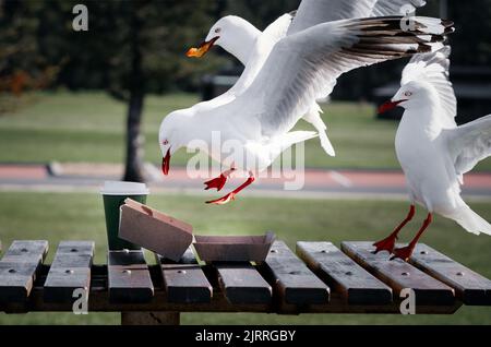 An adorable Red-billed gull on a sandy beach Stock Photo - Alamy