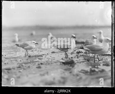 Untitled, New Zealand, by Sir Robert Falla Stock Photo - Alamy