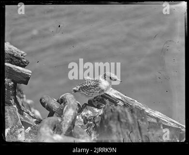 Untitled, New Zealand, by Sir Robert Falla Stock Photo - Alamy
