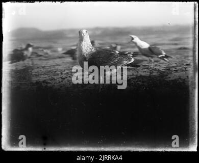 Untitled, New Zealand, by Sir Robert Falla Stock Photo - Alamy