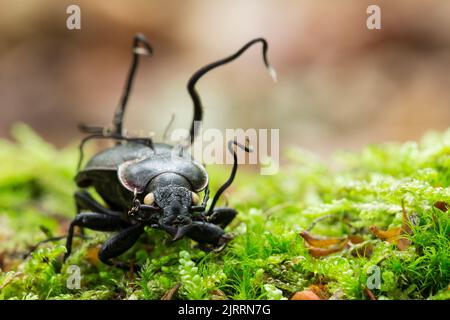 Parasitic ascomycete fungi possessing a bronze carabid beetle Stock ...
