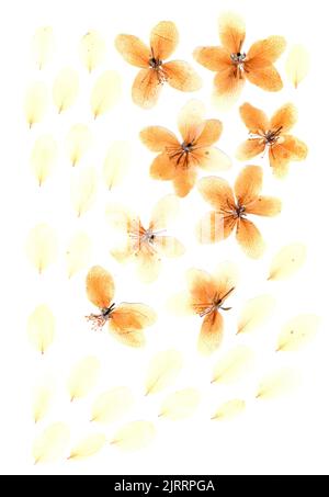 Transparent dried pressed flowers and petals pale orange color of ...