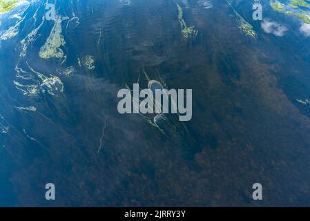 Drought-induced blue-green algae formation in the Nahe-Rhine river ...