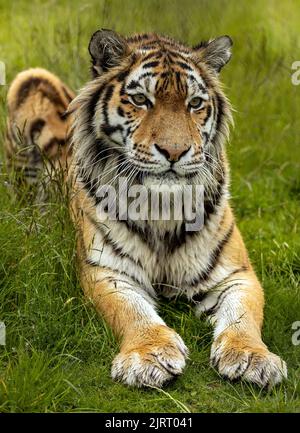 A vertical shot of an amur tiger looking into the camera Stock Photo ...
