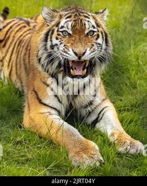 A vertical shot of an amur tiger looking into the camera Stock Photo ...