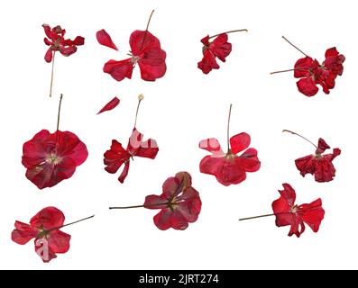 Pressed multicolour geranium set perspective. Dry delicate isolated ...