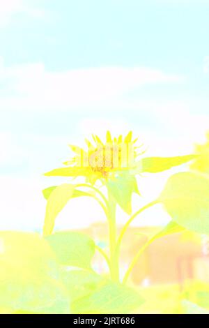 Huge typical sunflower growing in the sunny flower garden in a black ...